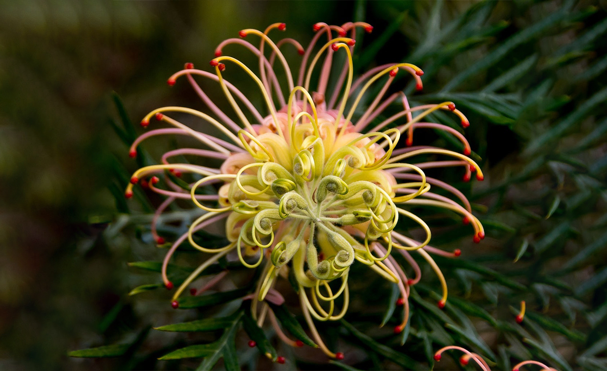 Australian Botanicals meets Scientific Skincare | Science Skincare