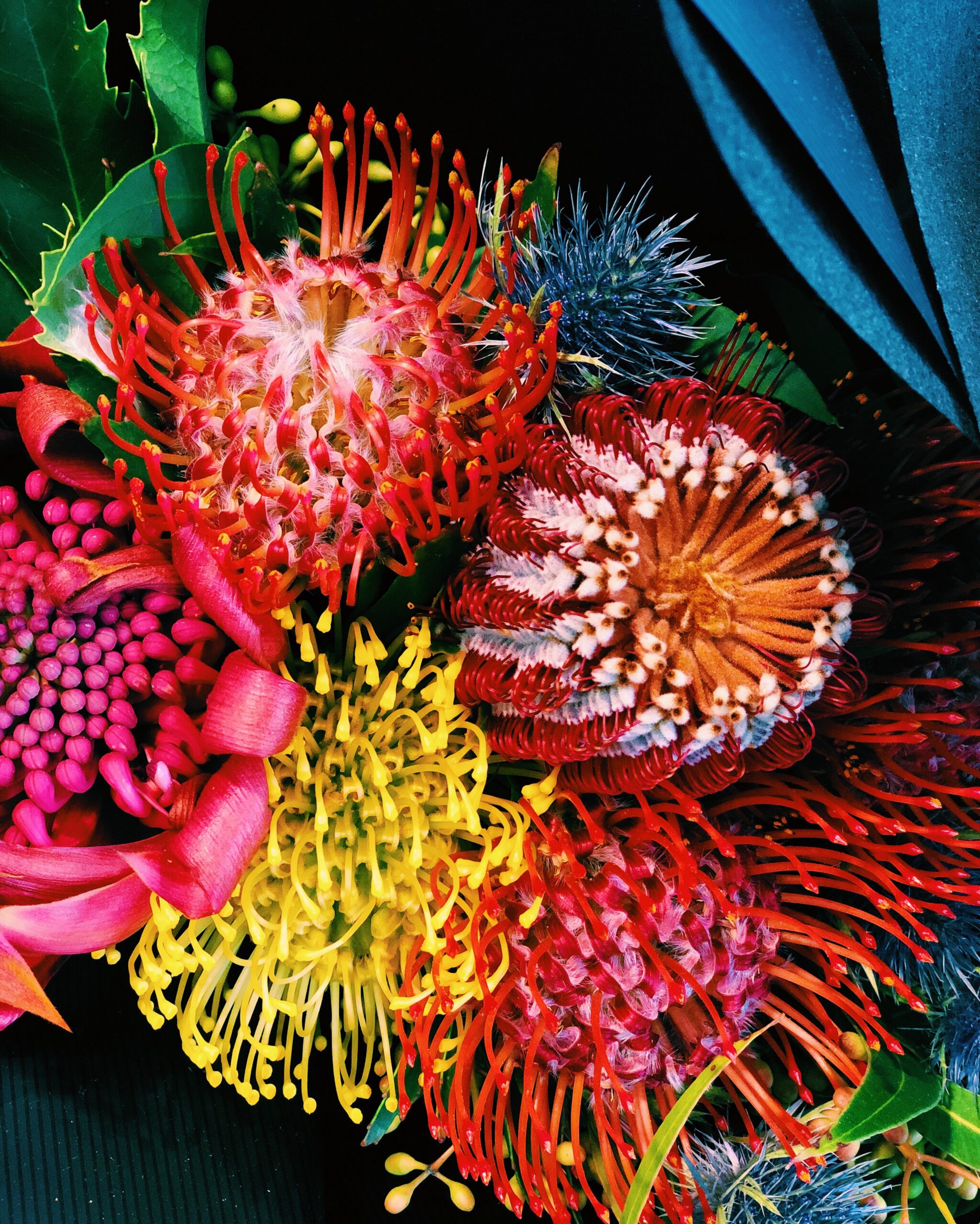 The Essential Guide to Australian Native Botanicals in Skincare ...